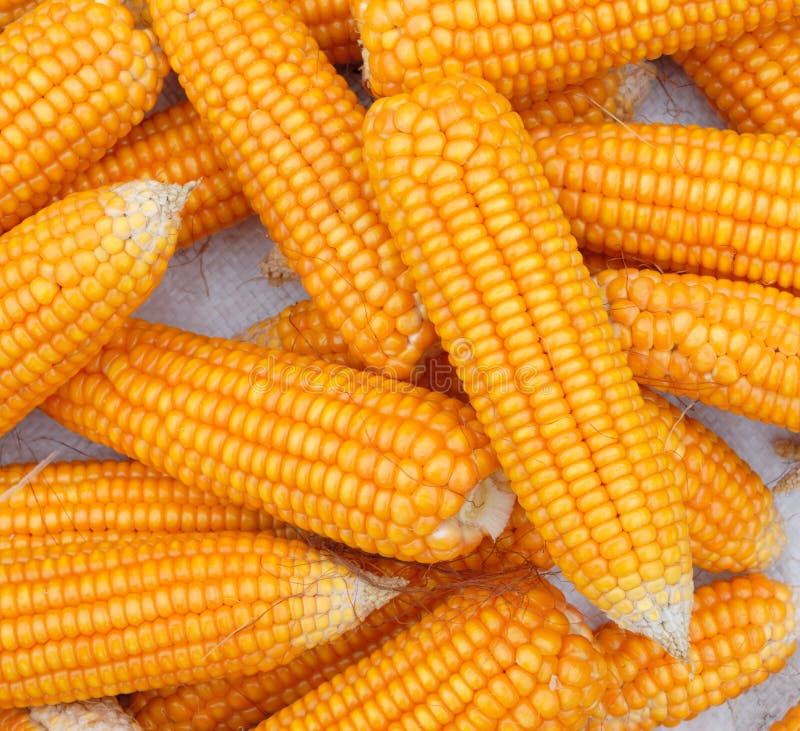 Pile of corn stock image. Image of vegetable, yellow - 56329099