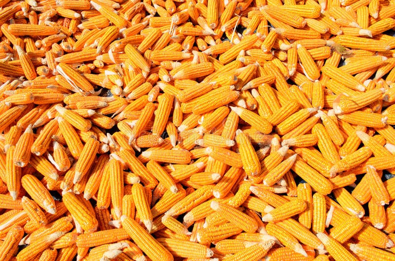 Pile of Corn stock image. Image of maize, dried, ground - 45853479