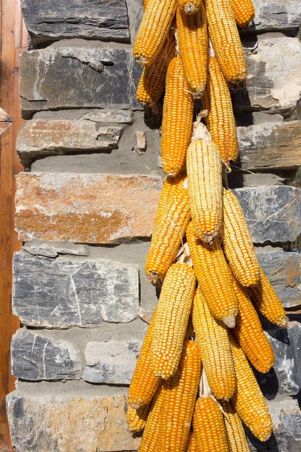 A pile of corns stock image. Image of fall, harvest, crop - 27687185