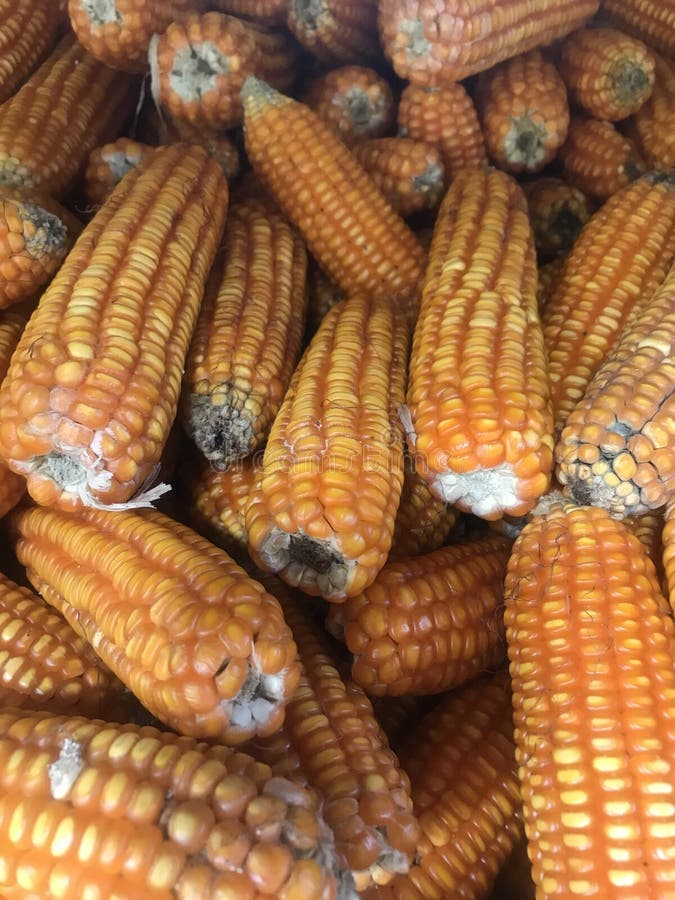 Pile of corns stock image. Image of south, harvest, mold - 293625547