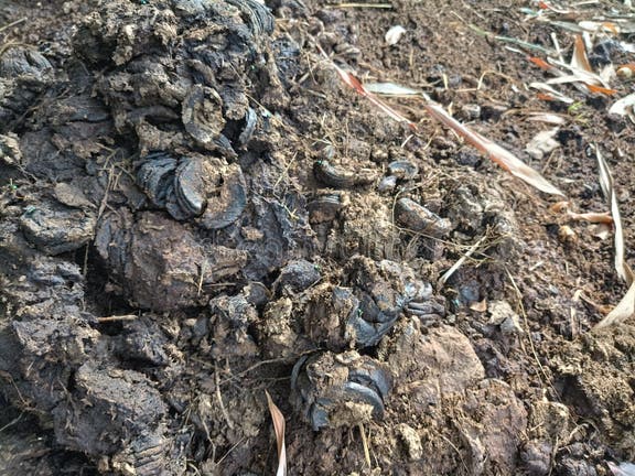 Pile of Cow Dung for Compost in the Garden Stock Image - Image of blur ...