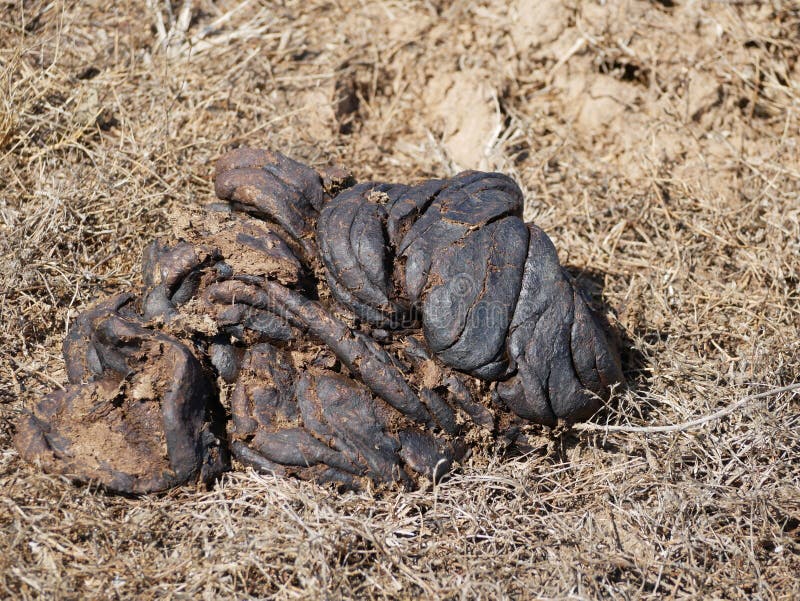 A Pile of Cow Dung is Green for 1 Month Stock Image - Image of ...