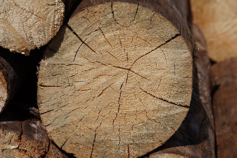 Pile cracked stock image. Image of woods, forest, cracked - 251684325