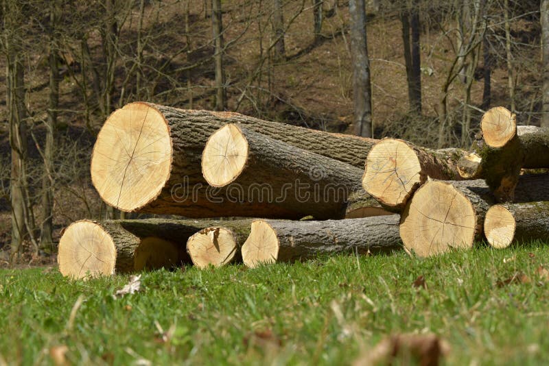 Pile of Cropped Trees, Background Deciduous Forest in Spring Stock ...