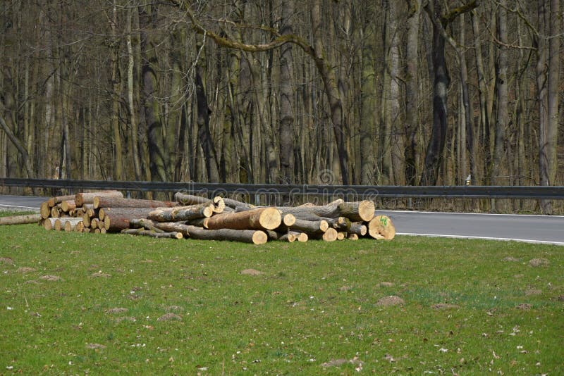 Pile of Cropped Trees at the Road, Background Deciduous Forest in ...