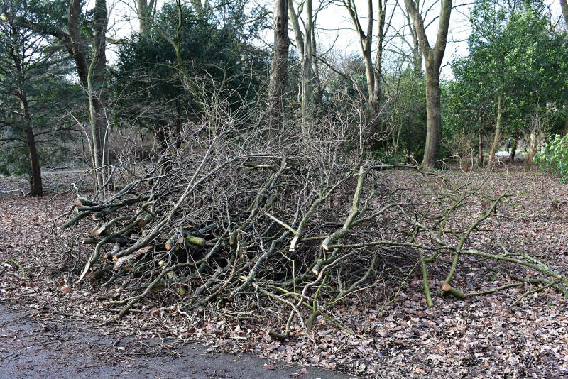 Pile of Cut Down Tree Branches. Stock Image - Image of lying, natural ...