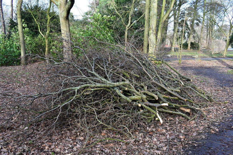 Pile of Cut Down Tree Branches. Stock Photo - Image of lying, brown ...