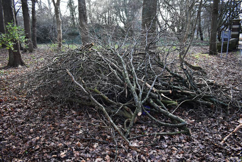 Pile of Cut Down Tree Branches. Stock Image - Image of bunch, forestry ...