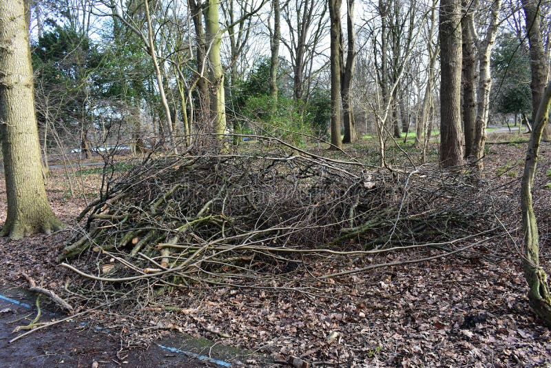 Pile of Cut Down Tree Branches. Stock Photo - Image of laying, lying ...
