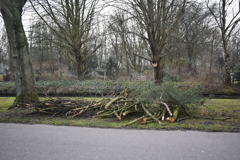A Pile of Cut Down Tree Branches. Stock Image - Image of city, left ...