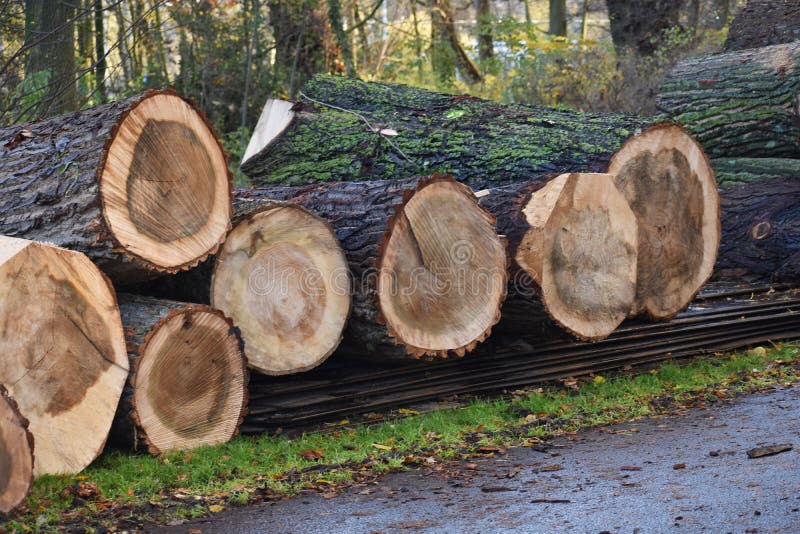 Piles of Freshly Cut Down Tree Trunks. Stock Photo - Image of fuel ...