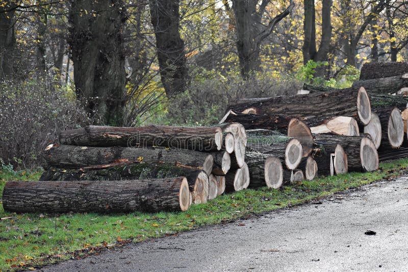 Piles of Freshly Cut Down Tree Trunks. Stock Photo - Image of heap ...