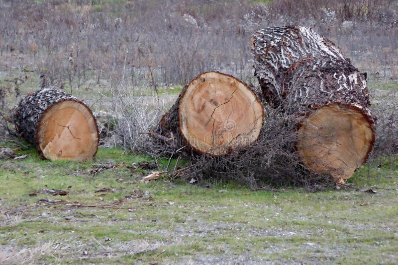 Pile of cut down trees stock photo. Image of concept - 124174614