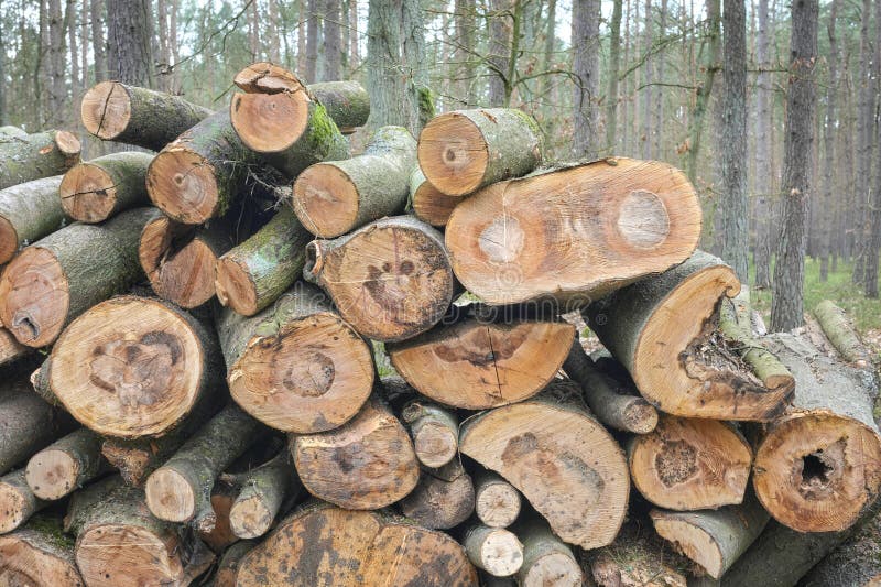 Pile of Cut Down Trees, Selective Focus Stock Image - Image of wood ...