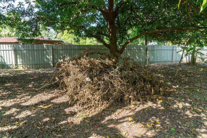 A Pile of Cut Dry Branches and Leaves Stock Image - Image of garbage ...