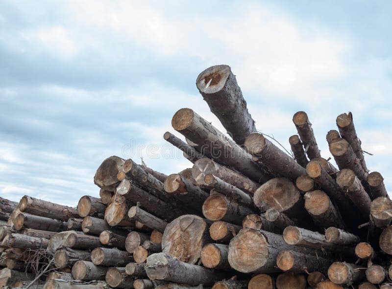 Pile of cut logs stock photo. Image of nature, lumber - 183434010