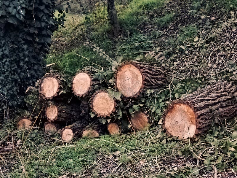 Pile Cut Logs Branches Natural Outdoor Setting Stock Photos - Free ...
