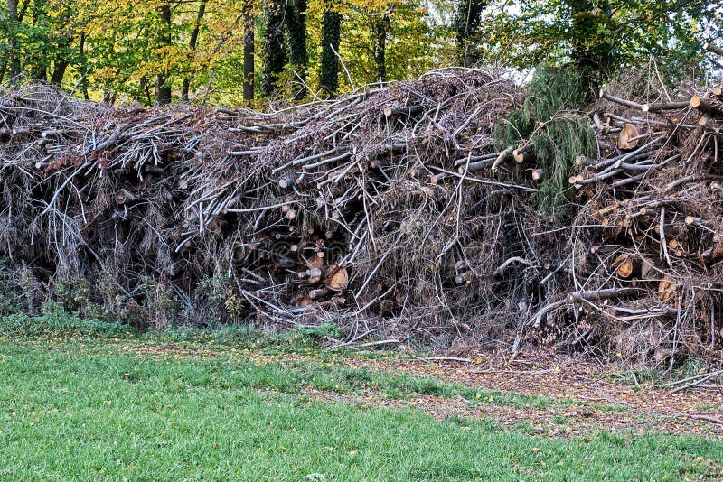 Pile of Cut Logs and Brush Wood Stock Image - Image of tree, pile ...