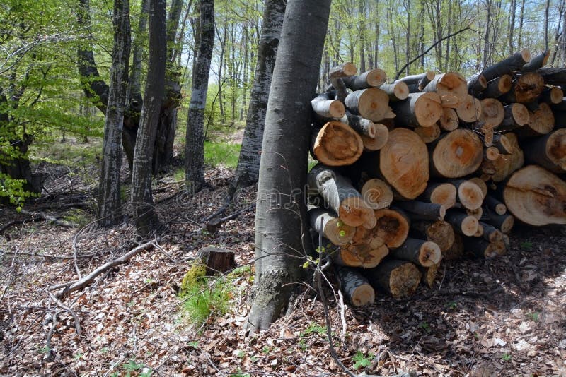 A Pile of Cut Logs Stacked in the Forest Next To the Living Trees Stock ...