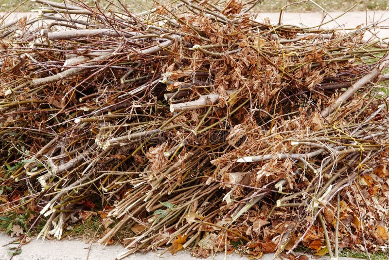 Pile of Cut Old Dry Tree Branches with Autumn Fall Leaves on Them ...