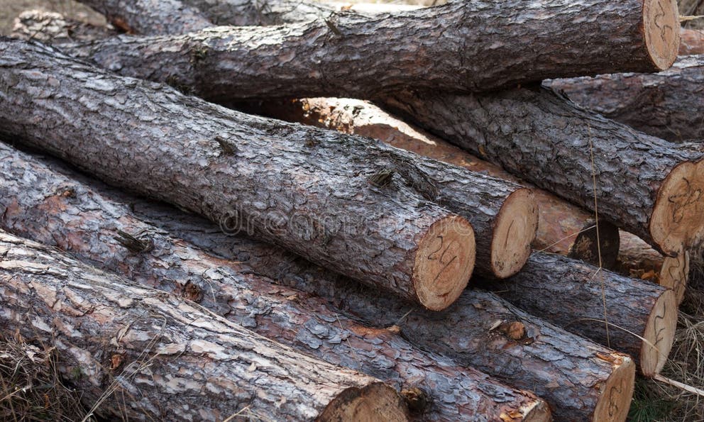 Pile of Cut Pine Logs in the Forest Stock Photo - Image of circle, bole ...