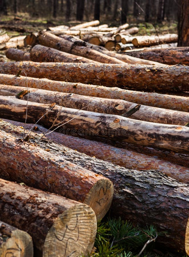 Pile of Cut Pine Logs in the Forest Stock Photo - Image of sawing ...
