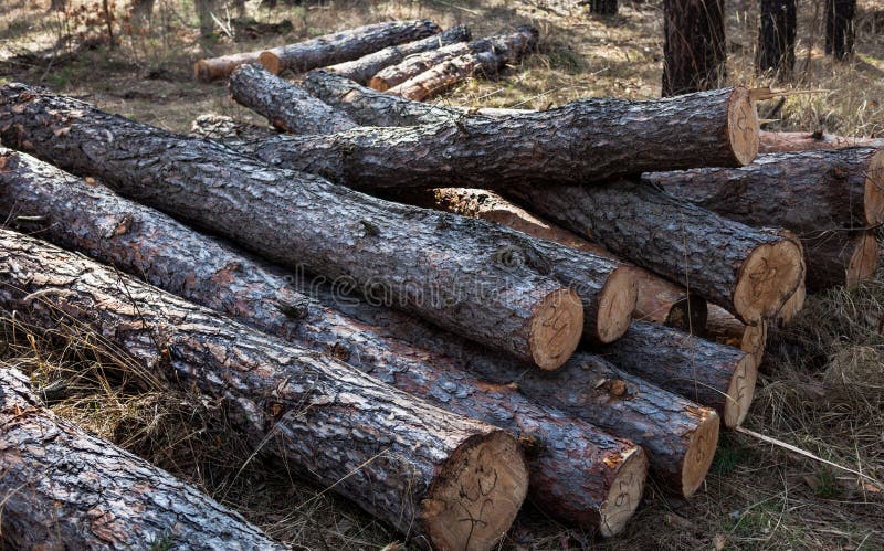 Pile of Cut Pine Logs in the Forest Stock Photo - Image of sawing ...