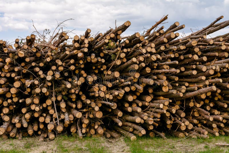 Pile of cut tree trunks stock photo. Image of nature - 303948752