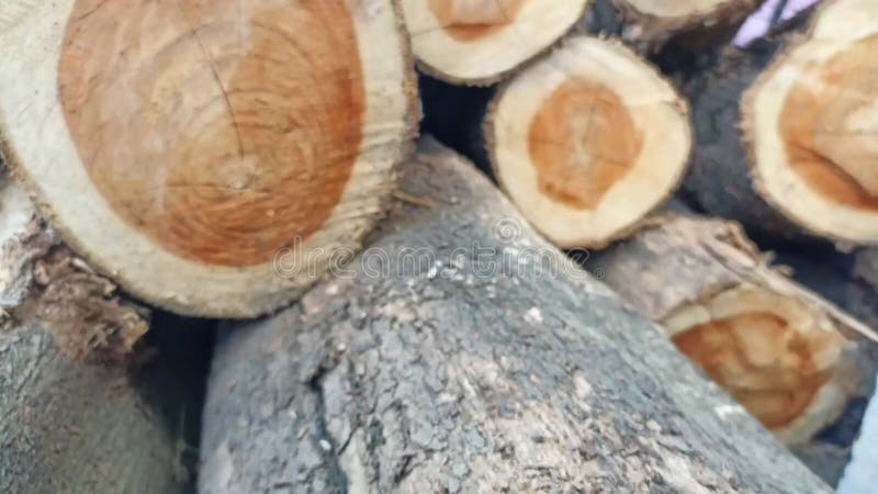 A pile of cut teak wood stock footage. Video of environment - 349432696