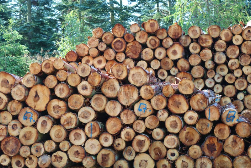 Pile of Cut Timber Background. Stock Photo - Image of brown, forest ...