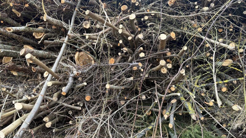 Pile of Cut Tree Branches and Logs Stock Image - Image of texture, leaf ...