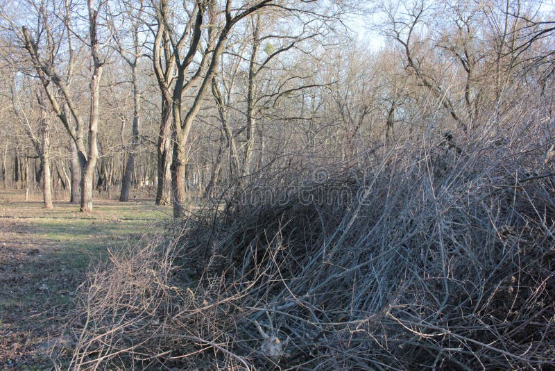 Pile of Cut Tree Branches in the Park. Sanitary Pruning Trees. Stock ...