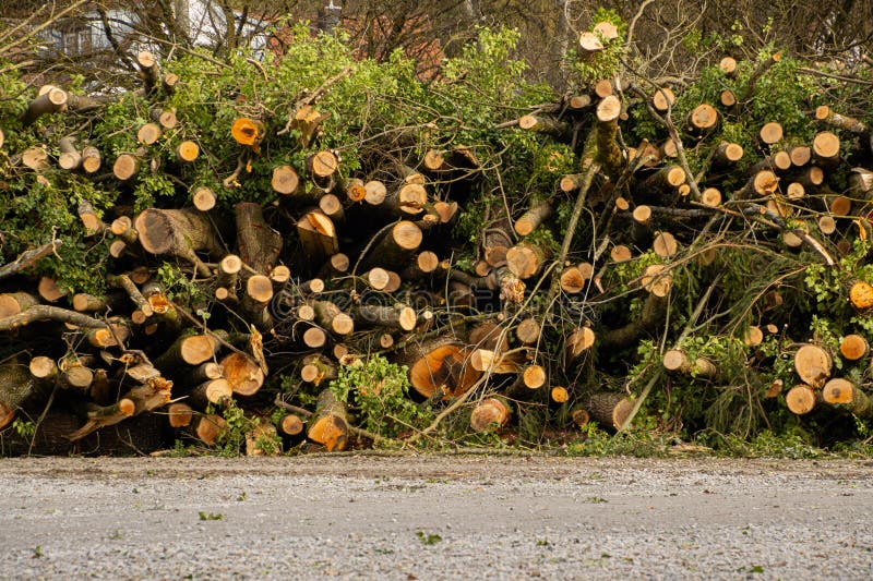 Pile of Cut Tree Logs and Branches in a Forest Clearing Stock Image ...