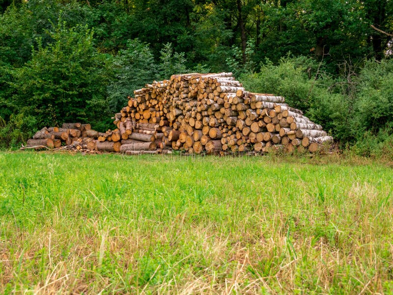 Pile of Cut Tree Logs on the Edge of the Forest Stock Image - Image of ...