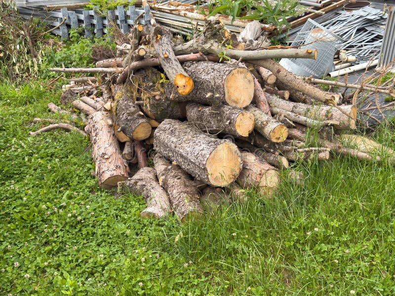 Pile of Cut Tree Logs on Green Grass in Natural Outdoor Setting Stock ...