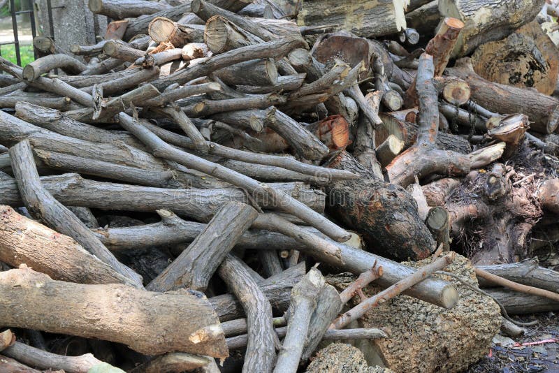 Pile of Cut Tree Trunks and Branches Arranged Together in Fore Stacked ...