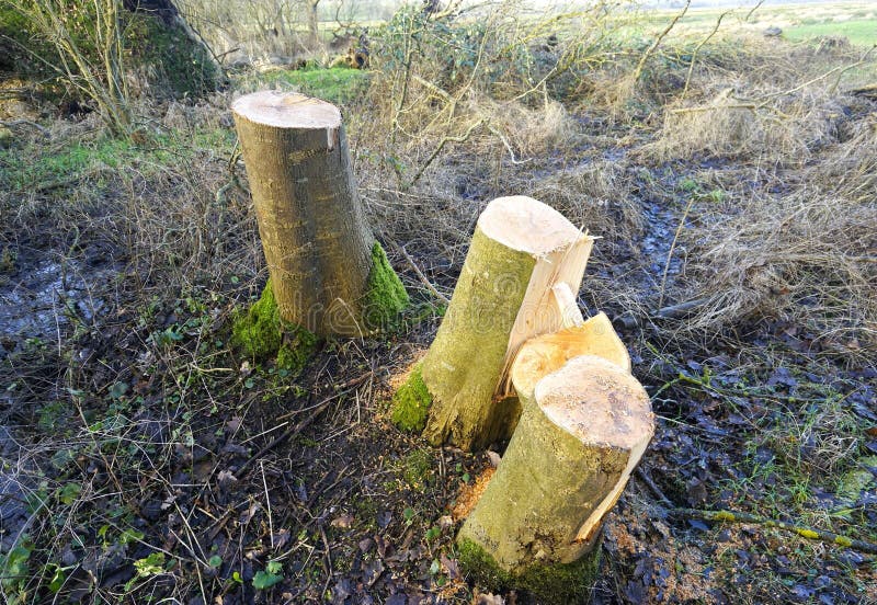 Sawn-off trees in a forest stock image. Image of landscape - 359606205