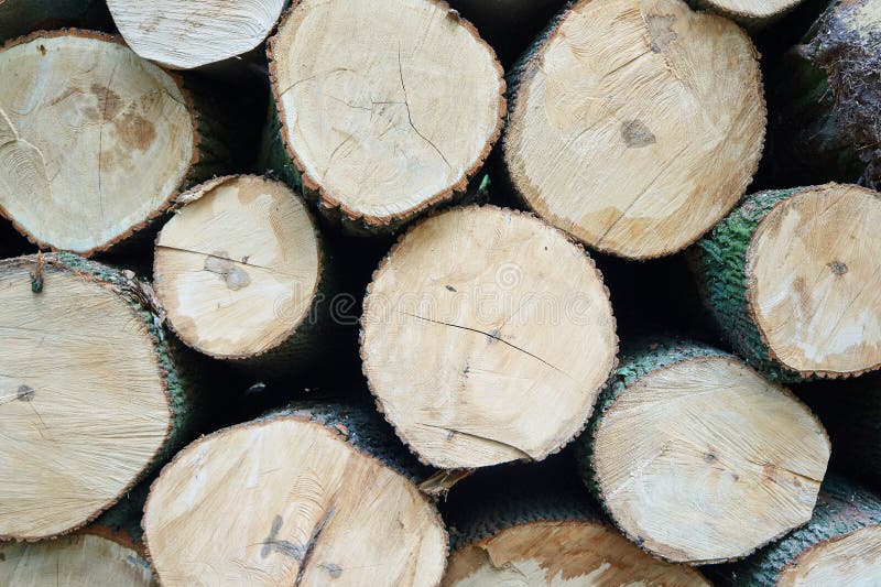 A pile of cut tree trunks stock image. Image of stack - 60395239