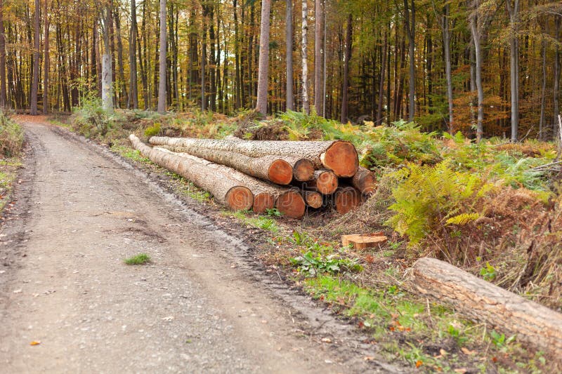 Pile of Cut Tree Trunks on the Road in Forest Stock Image - Image of ...