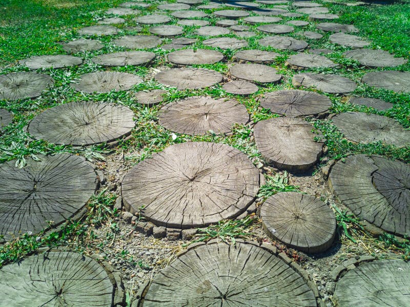 110-Cut Tree Trunks stock photo. Image of background - 126969598