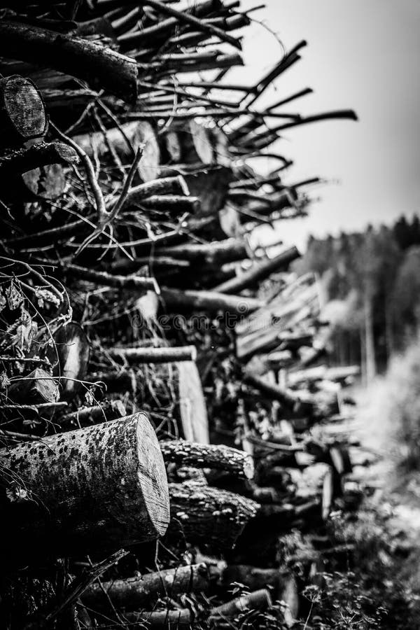 Pile of Cut Trees Prepared for Winter, Grayscale Shot Stock Image ...
