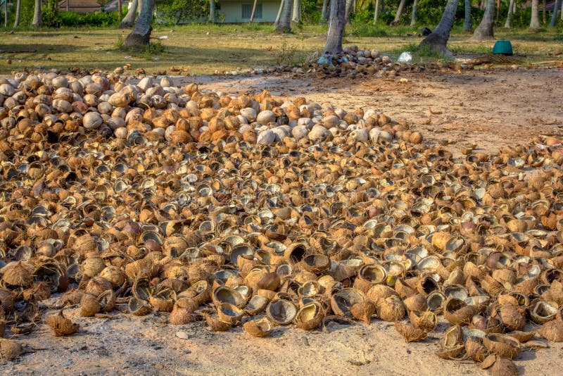 Stack of the Coconuts in Farm for Coconut Oil Stock Photo - Image of ...