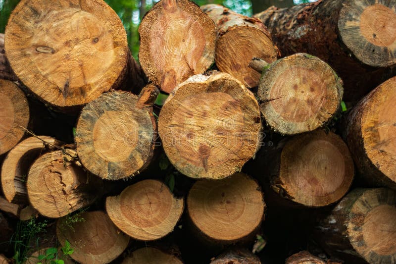 Pile of cut wood stock image. Image of energy, environment - 185261299