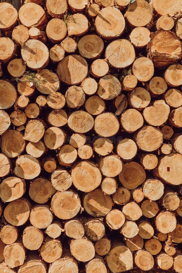 A Pile of Cut Wood Stump Log Texture Stock Photo - Image of storage ...