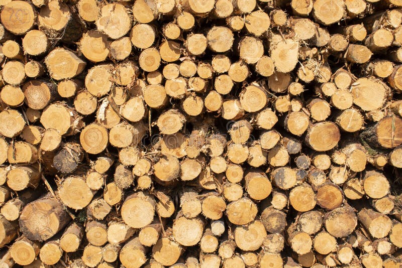 Pile of Cutted Wood in the Forest Stock Photo - Image of poland, bigh ...