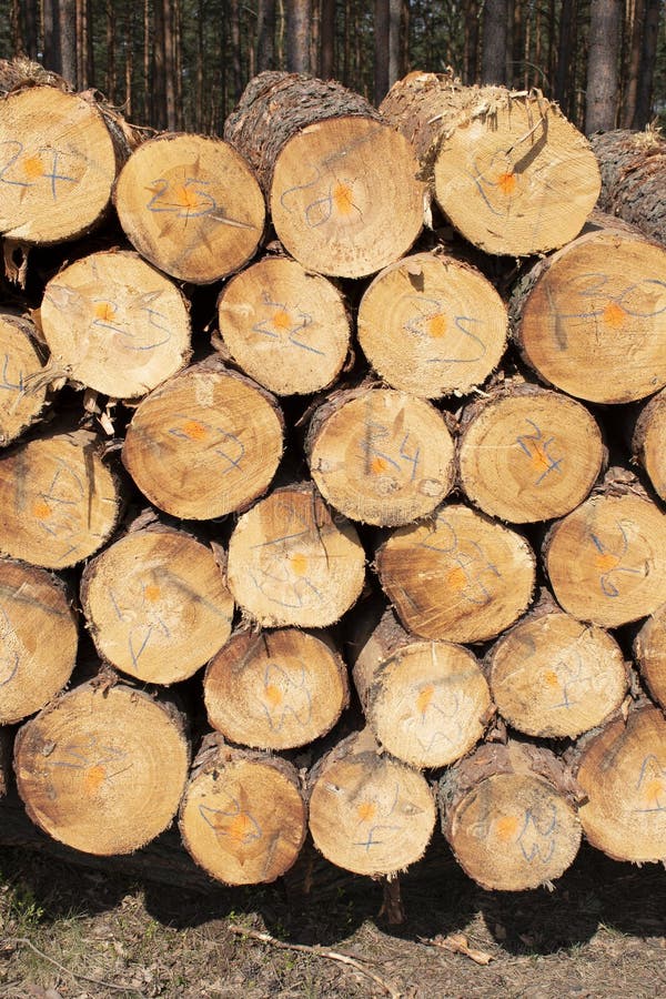 Cutted Wood Texture stock photo. Image of nature, wood - 37996298