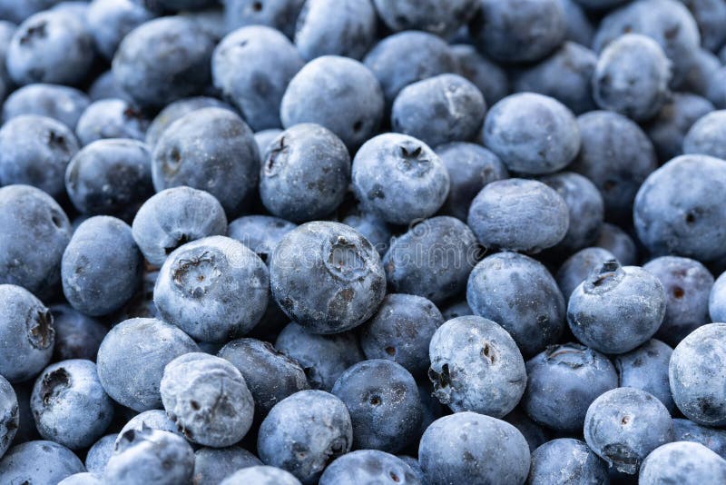 Natural Dark Blue Blueberry Macro Stock Image - Image of fresh, color ...