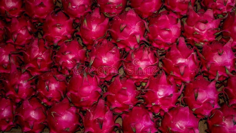Pile De Pitaya Rouge De Fruit Du Dragon Image stock - Image du fermier ...