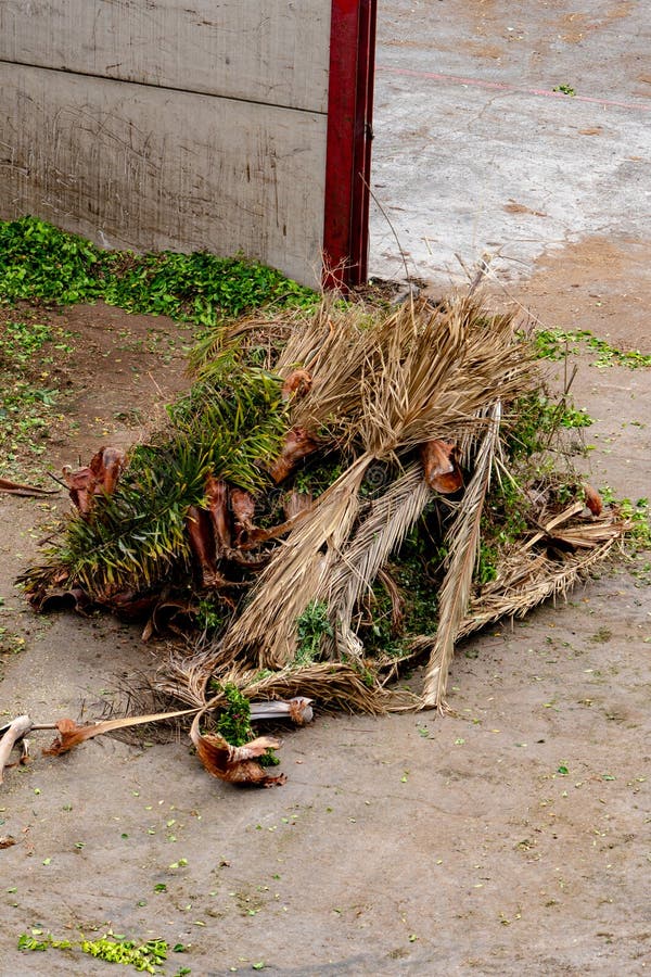 A Pile of Dead Branches and Twigs on the Ground Stock Photo - Image of ... A Pile of Dead Branches and Twigs on the Ground Stock Photo - Image of ...