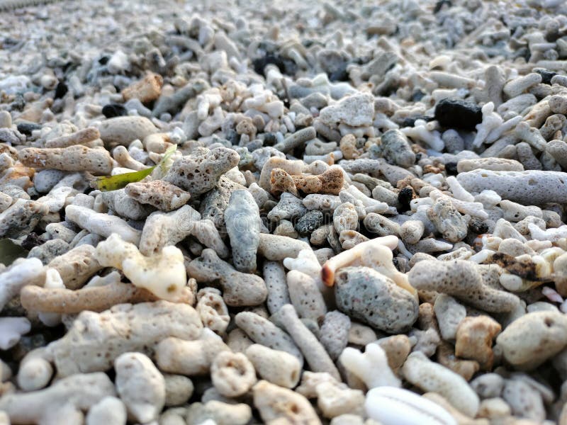 A Pile of Dead Coral Reefs Down the Coast Stock Photo - Image of coral ...